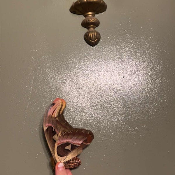 Papilio Dardanus, FLYING HANDKERCHIEF BUTTERFLY Real Swallowtail From ...