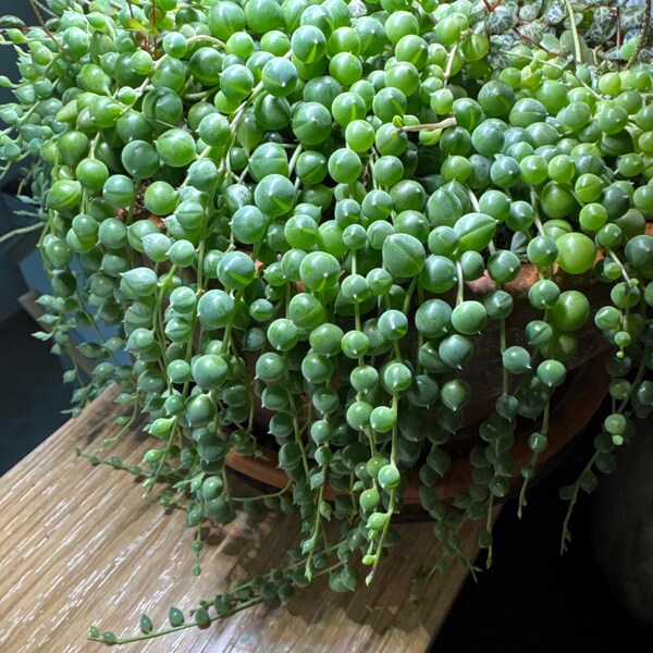Crassula Muscosa Watch Chain Succulents Plants - 2 Inch Pot - Etsy