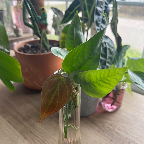 Mystery Plant Cutting Box, Mystery Cuttings, Mystery House Plants ...