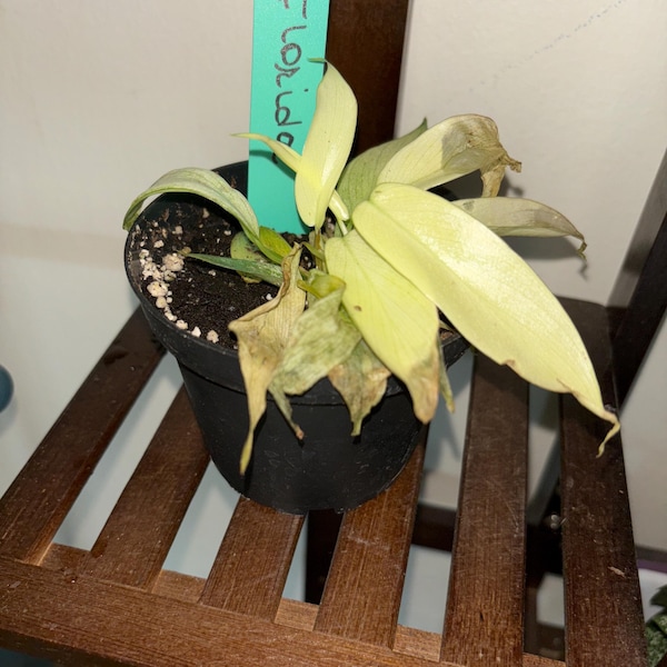 LIVE Splash Plant Pink Polka Dot Plant, Hypoestes Pink 4 Pot, Live Pink ...