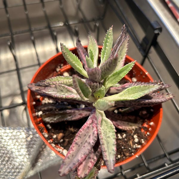 Sedum Dasyphyllum Major Blue Tears Sedum Live Succulent Plants 2 4 6 ...