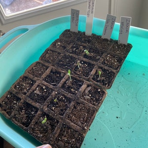 Zinnia Seeds Pepito Mix dwarf 264 - Etsy