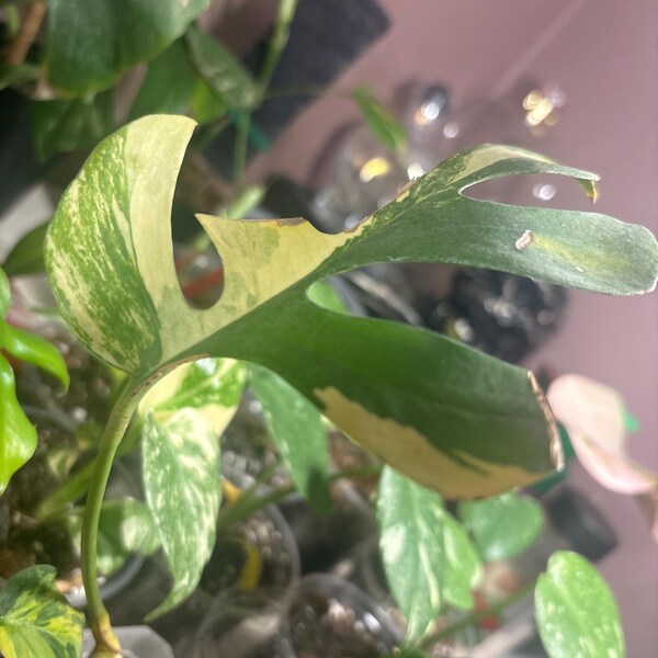 Scindapsus Exotica Hologram Variegated Rooted Bottom Cutting Active ...