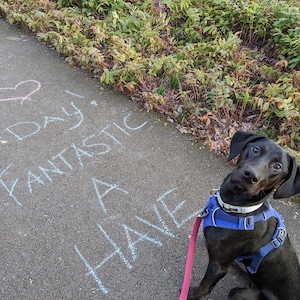 JACOB Dog Harness - Etsy