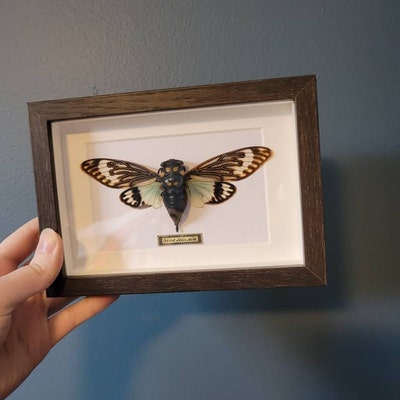 Real Leafhopper Bug Display Unique Insect Display Dome - Etsy