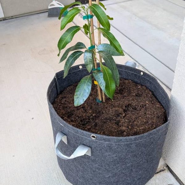 Julie Dwarf (juliette) Mango Tree GRAFTED 2-4 Ft Tall.ship to All ...