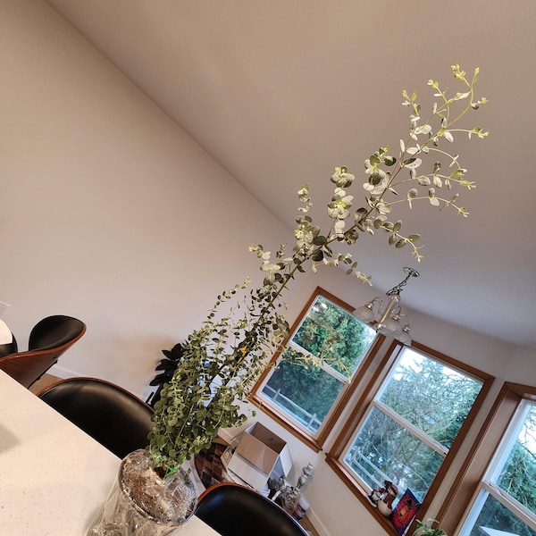 Live Texas Privet/ Ligustrum Japonicum Texanum Come With a One-gallon ...