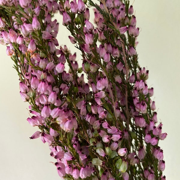 Bunch of Preserved Pink Heather, Pink Heather, Pink Wedding Flowers ...