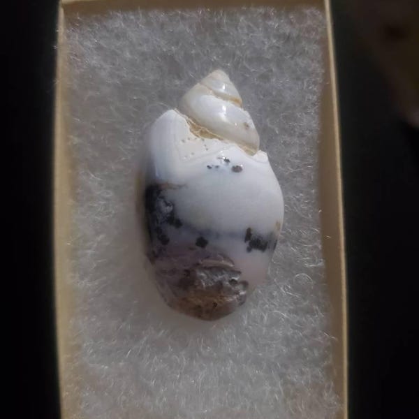 Spiralite Agatized Fossil Seashell: Chalcedony Crystal Shell - Etsy