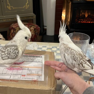Cockatiel 1 :wool Parakeetstuffed Animals - Etsy