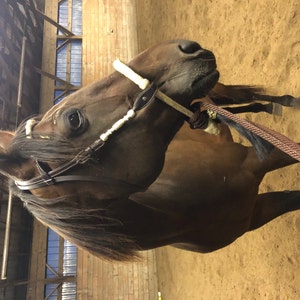 Complete Teal Bosal Bitless Bridle Set Rawhide Bisal and Teal - Etsy