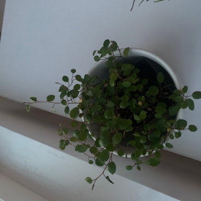 Angel Vine wire Vine Plant - Etsy