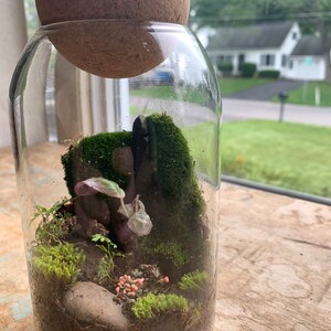 Water Terrarium Kit Water Garden Birthday Gift for Nature - Etsy