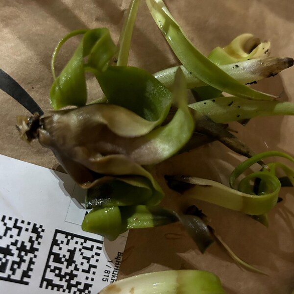 Tillandsia Bulbosa | Alien Air Plant - Etsy