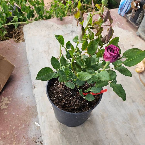 Cream Pink Rose PPV - Etsy