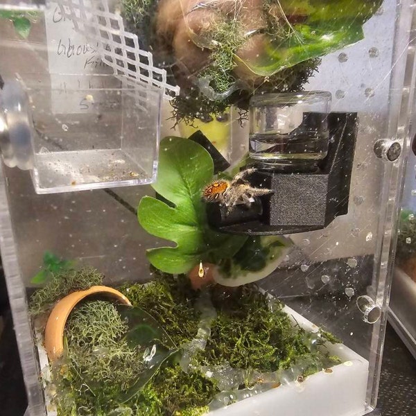 Wicking Water Feeder Trough for Small Pets Insects, Spiders, Tarantulas ...