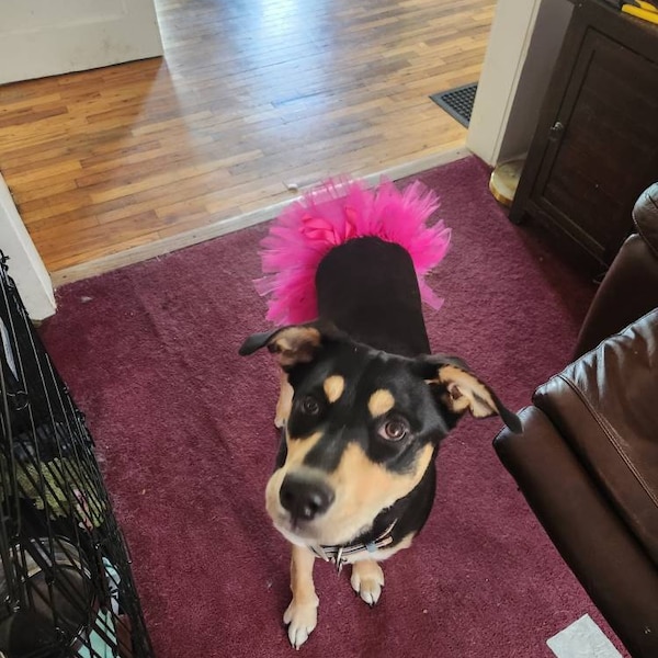Dog Tutu-various Color Options (XS-XXXL). Durable Dog Tutu, Designed ...