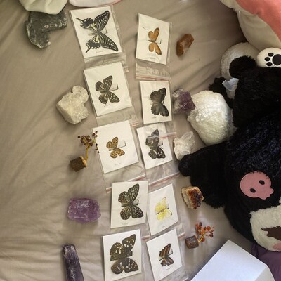 5-100PCS Real Butterfly Specimen Taxidermy Insect Butterflies Decor ...