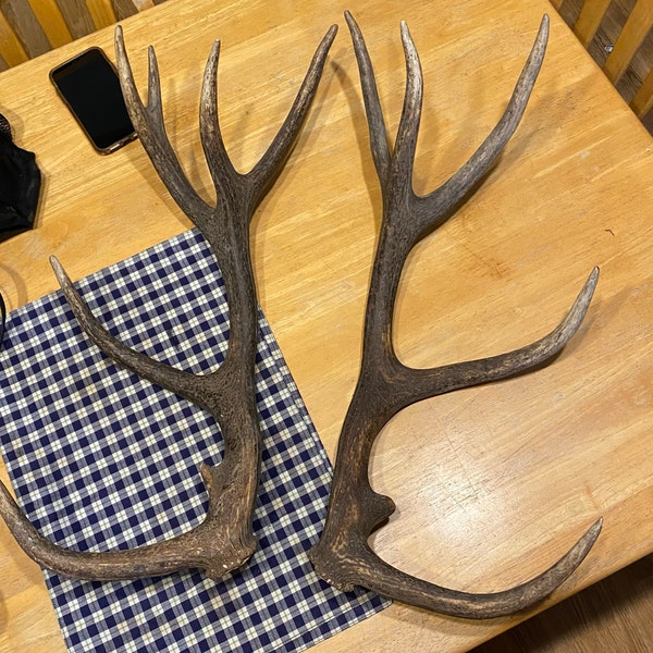 Set of 2 Antique Roe Deer Antlers on Carved Wooden Trophy-plaque ...
