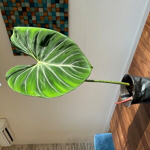 Philodendron Gloriosum Dark Form SMALL SIZE Growers Choice Free ...