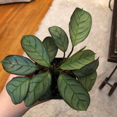 Dwarf Calathea Ctenanthe Amagris - Etsy