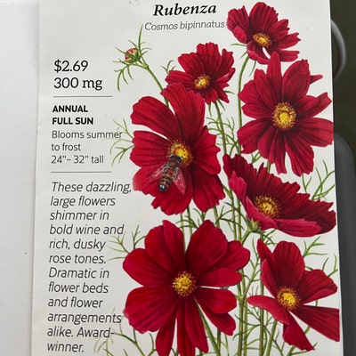 Rubenza Cosmos Seeds 300 Milligrams Botanical Interests - Etsy