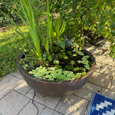 40 Sugar Baby Watermelon Seeds Citrullus Lanatus CI4040 - Etsy