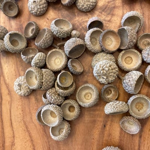 Acorn Caps Set of 50/acorn Caps for Crafts/acorn Caps for Sale/acorn ...