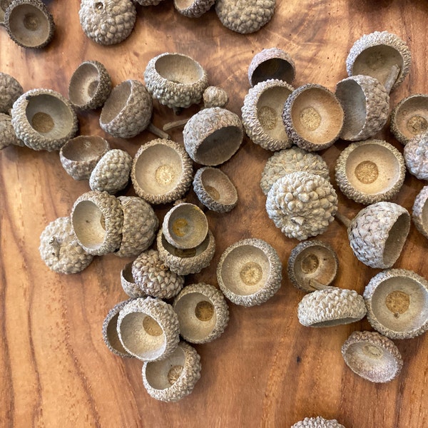 Acorn Caps Set of 50/acorn Caps for Crafts/acorn Caps for Sale/acorn ...