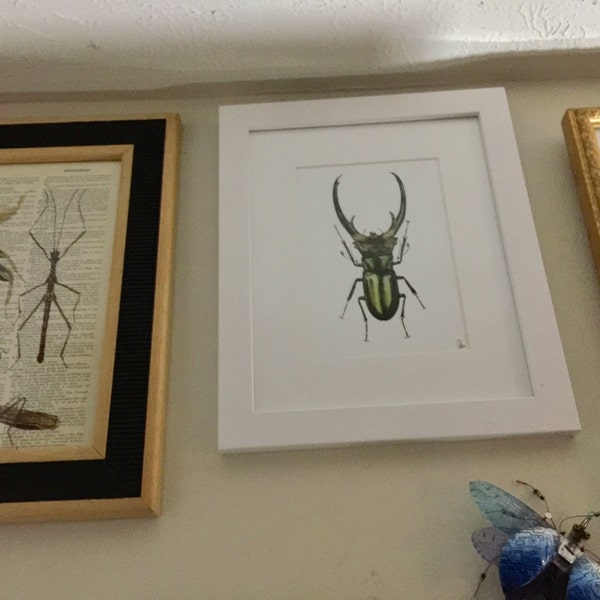 Proboscis Bat Watercolor Painting, Rhynchonycteris Naso Framed Painting ...