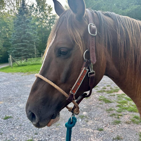 Custom Mule Tape Halter With Leather Nose Band and Matching Keychain - Etsy