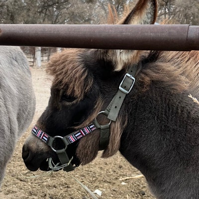 Miniature Donkey Foal & Small Size Halter W/ Overlay choose Color for ...