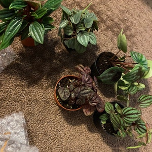 Mini Foliage in 2 Pots 5 Plants Included Peperomias - Etsy