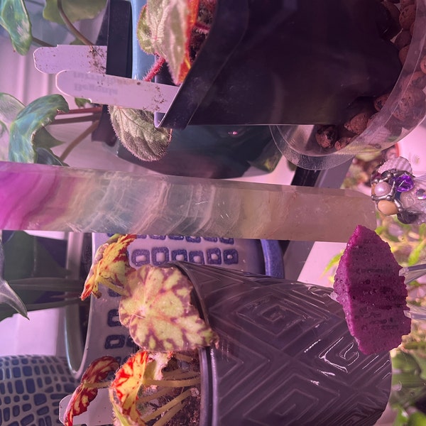 Green & Purple Banded Fluorite Butterfly Wings on Stand Clarity and ...