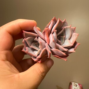 Echeveria Caviar/ Pachyphytum Caviar Imported Succulent - Etsy