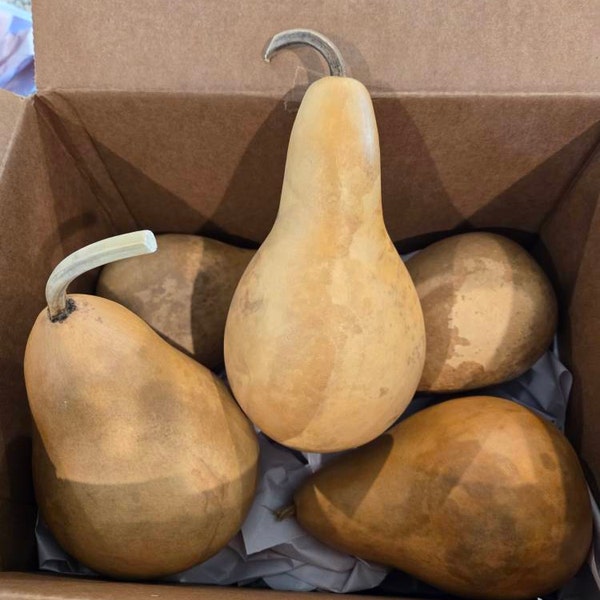 Dried Hard Shell Bottle Gourd - 7" Diameter - Etsy