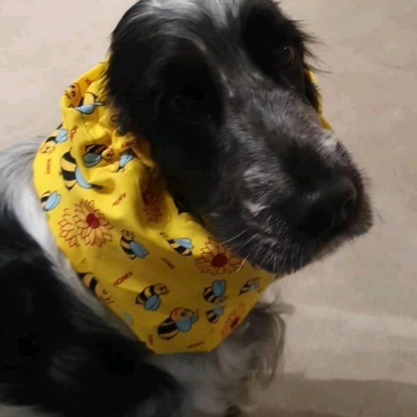 Snood for Cocker Spaniel - Etsy