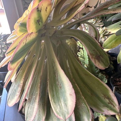 Rare Colorful Echeveria Raindrops Succulent - Etsy