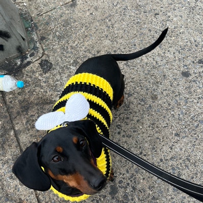 Bumblebee Dog Sweater / Halloween Costume Available in 4 Sizes - Etsy
