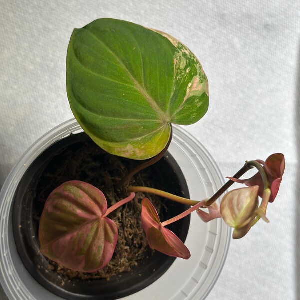 Rare Philodendron Pink Variegated Micans | Aurea Micans in 4'' Pot ...