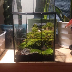 Turquoise Tropical Springs Terrarium With Live Moss in Mini - Etsy
