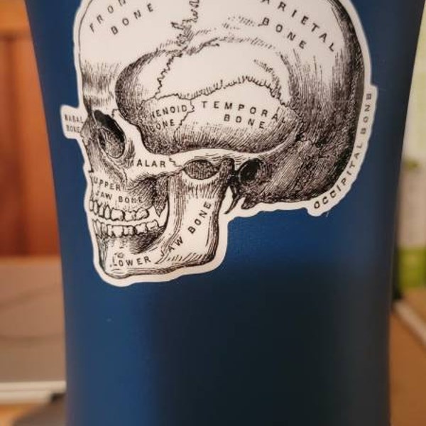 Anatomy Sticker Pack, Glossy Vinyl Decal, Human Anatomy, Brain, Skull ...