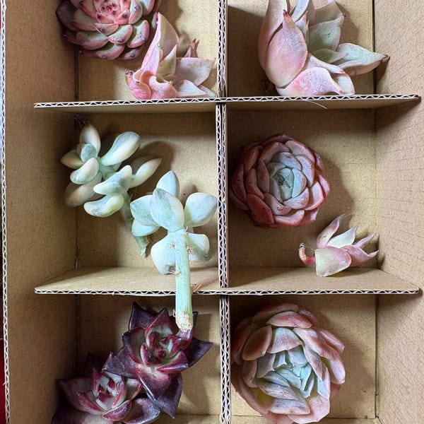 Boutique Rare Mixed Succulent Kit, 6/12/24 - Pack Options, 0.5-1.5 ...