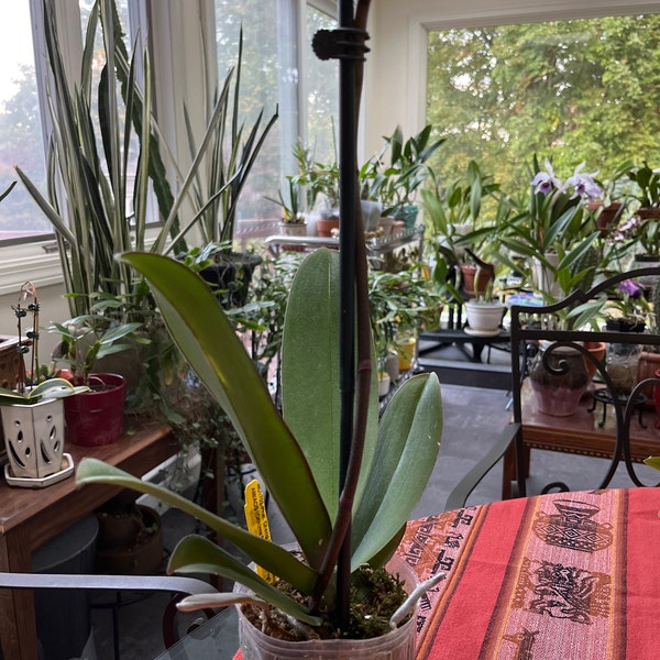 Awarded "cotton Candy" Phal. Cheng-de Beauty 'sakura' AM/AOS , Handsome Plant in 4" Pot With 25 ...