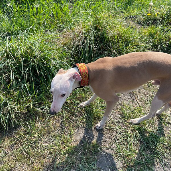 Comfortable, Soft&cosy, Elegant Whippet Martingale Collar. Width - 5 ...