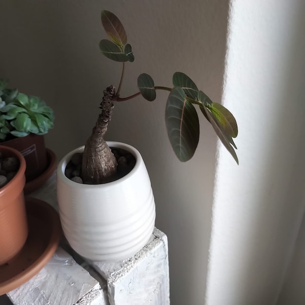 Value Box Stephania Erecta and Phyllanthus Mirabilis – Perfect for ...