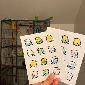 Lovebird Ripeness Chart Poster - Etsy