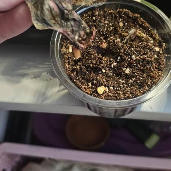 Peperomia Piper Parmatum Live Plant | Peperomia Plant Starters | Pet ...