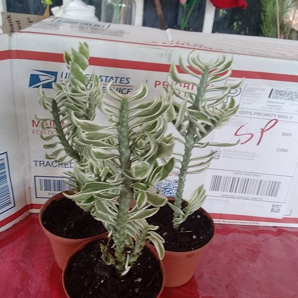 Devil's Backbone Variegated Plant 2" Pot - Etsy