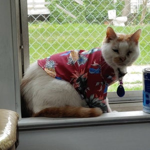 Summertime Aloha Shirt for Cats - Etsy